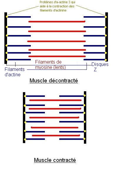 Un gène : l'ACTN3 :: TPE